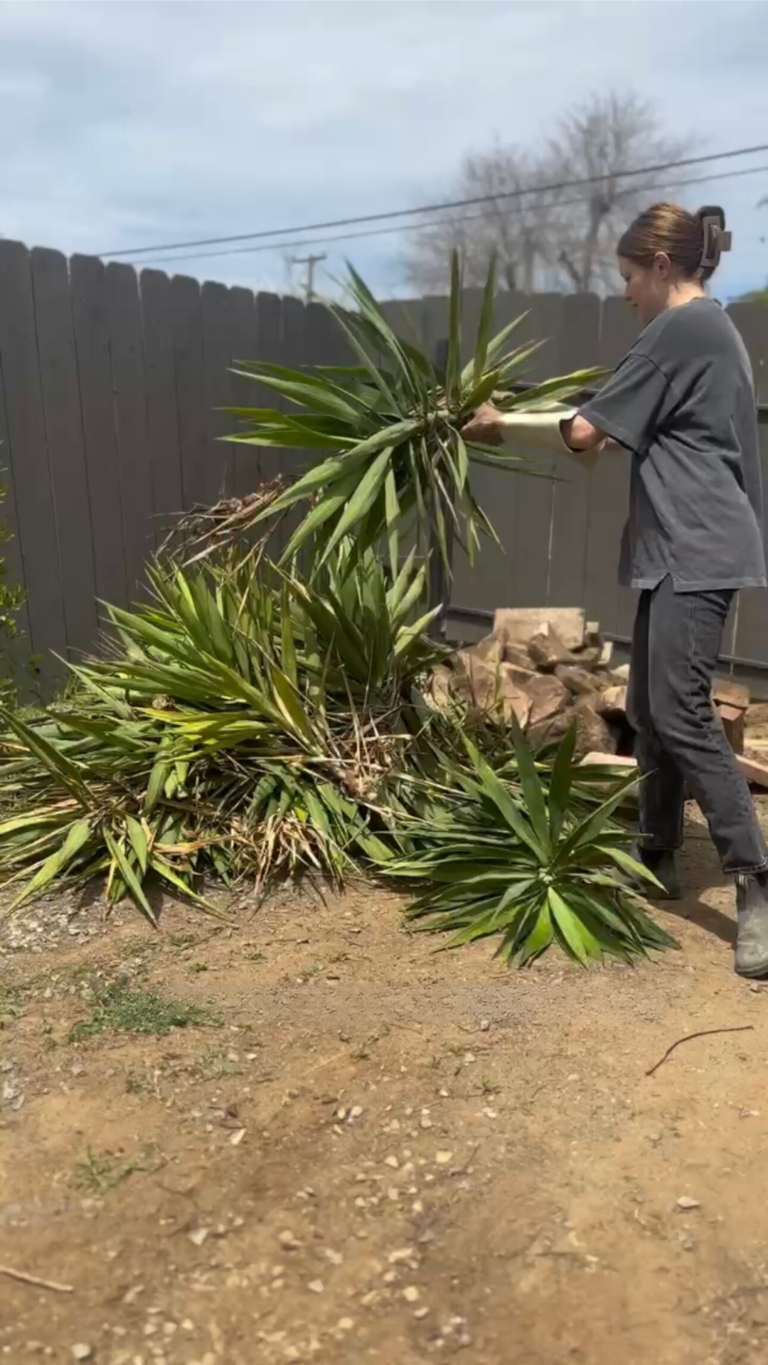 How to Remove a Yucca Plant - attherandalls.com