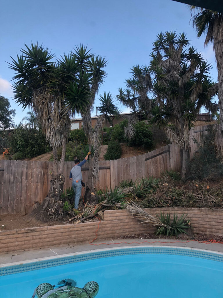 How to Remove a Yucca Plant - attherandalls.com