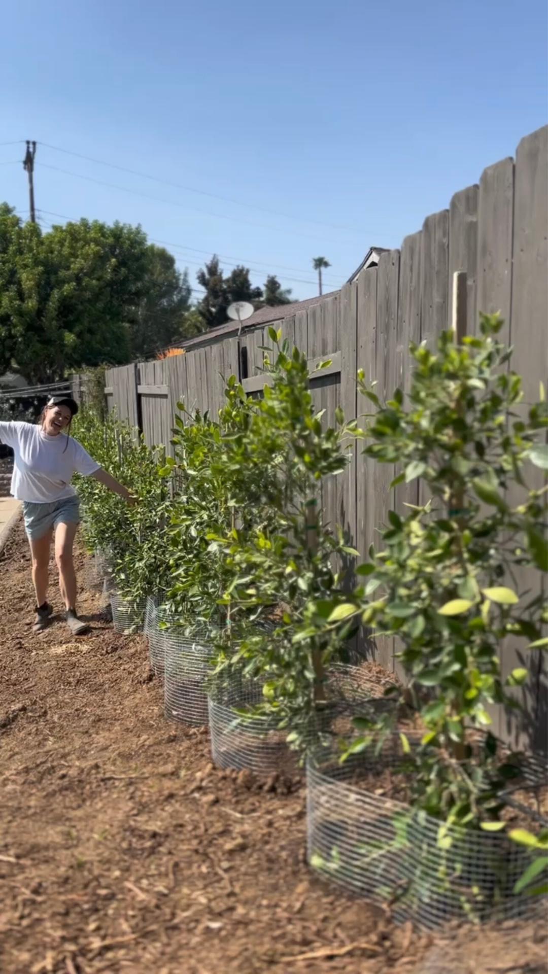 Planting a Hedge - attherandalls.com